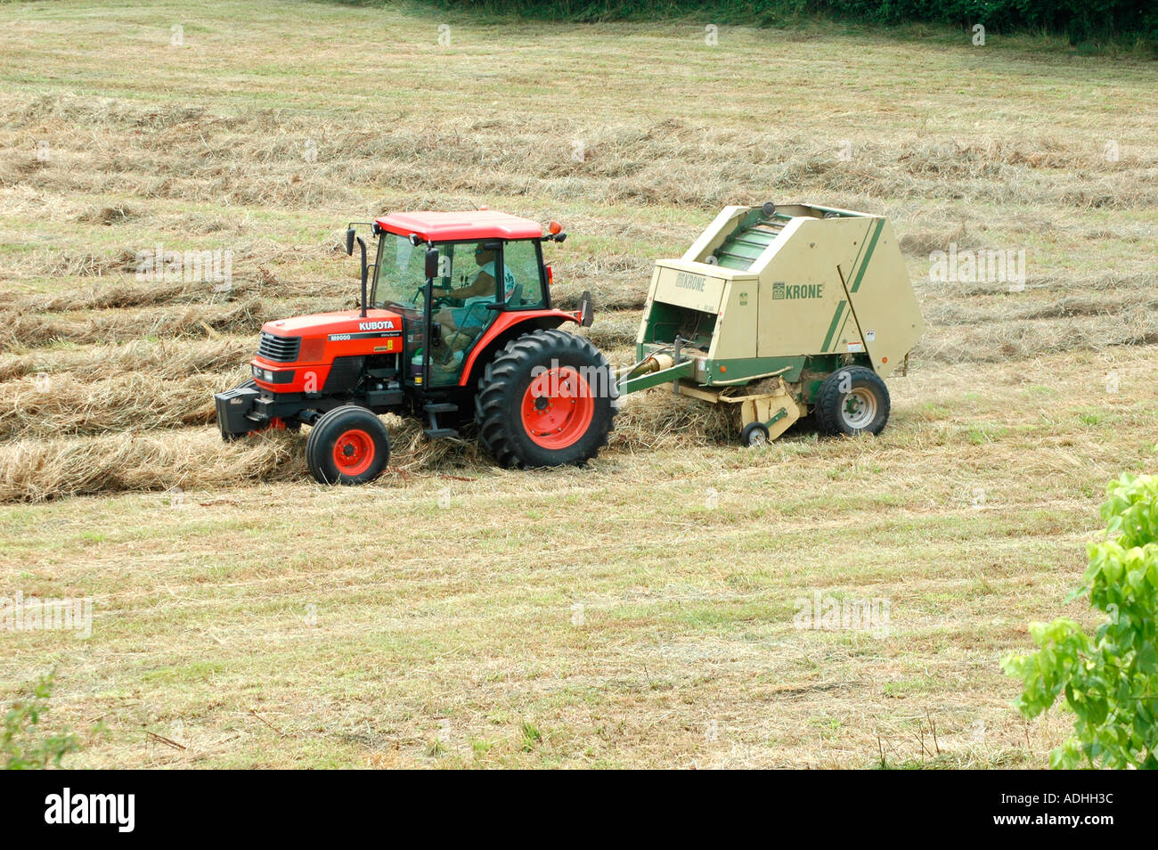 Hard hay plants hi-res stock photography and images - Alamy