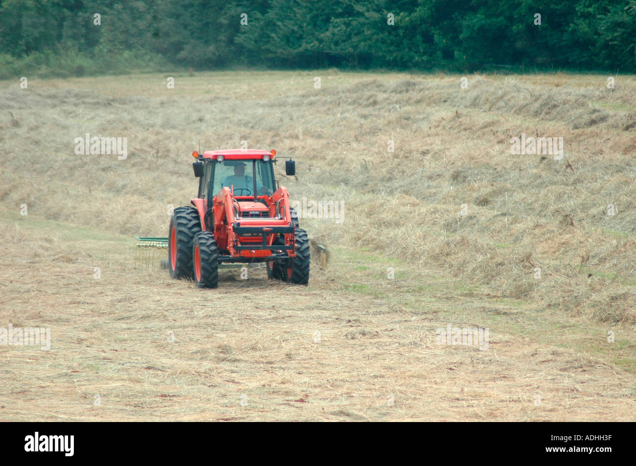 Cutting and rolling hay for animals into roll bales in field Stock ...