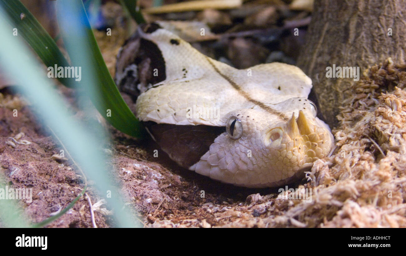 West African Gaboon Viper Bitis gabonica rhinoceros Stock Photo - Alamy