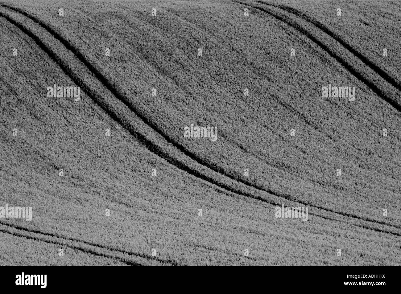 Black and White Landscape, Fields ,Chillerton Down, Isle of Wight ...