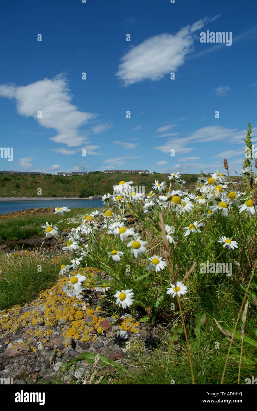 Catterline, East coast of Scotland, July 2007 Stock Photo - Alamy