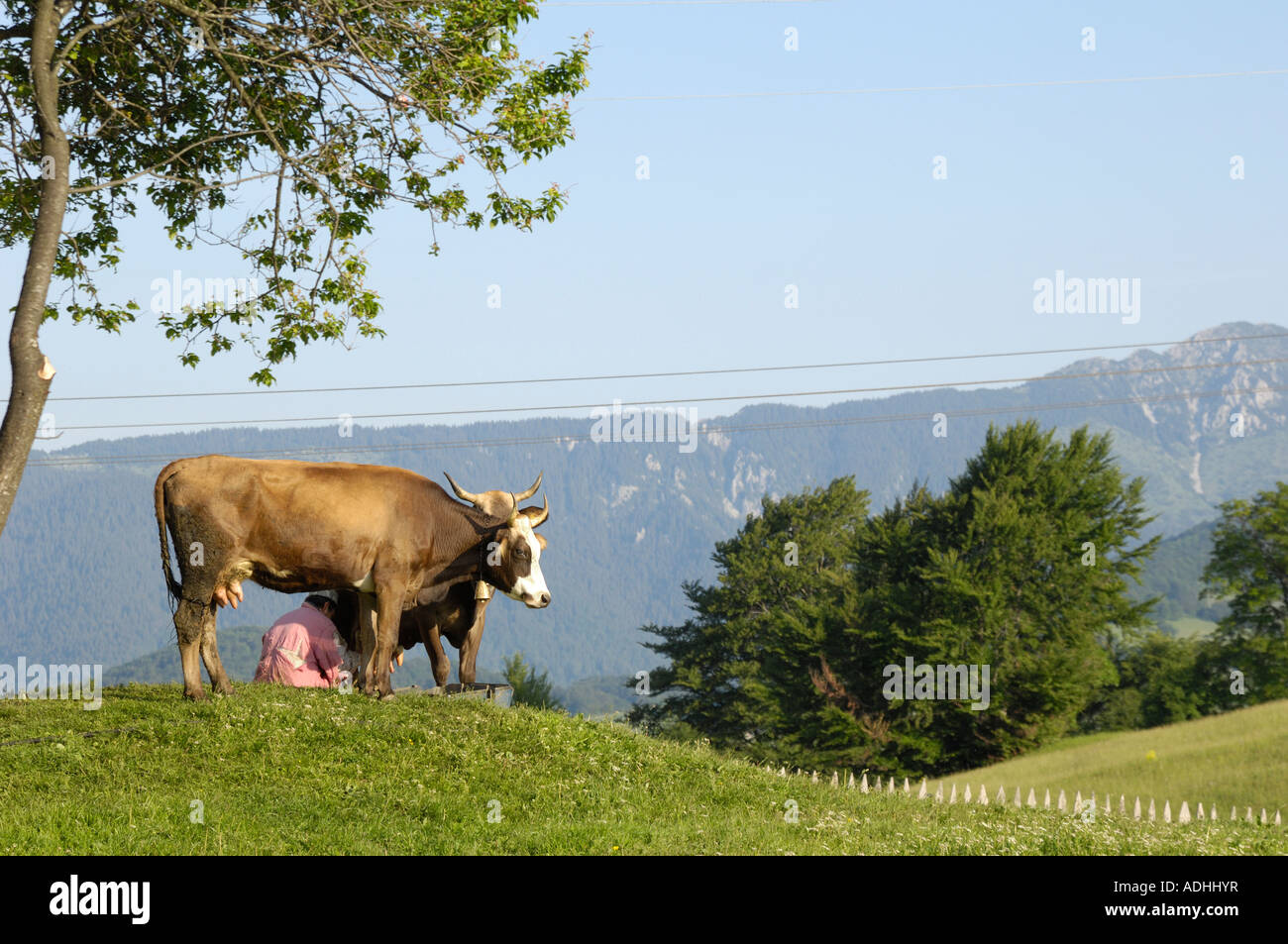 Milking cow by hand hi-res stock photography and images - Alamy