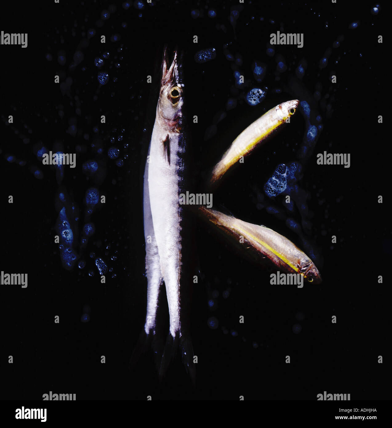 K Letter shaped out of fish Stock Photo - Alamy