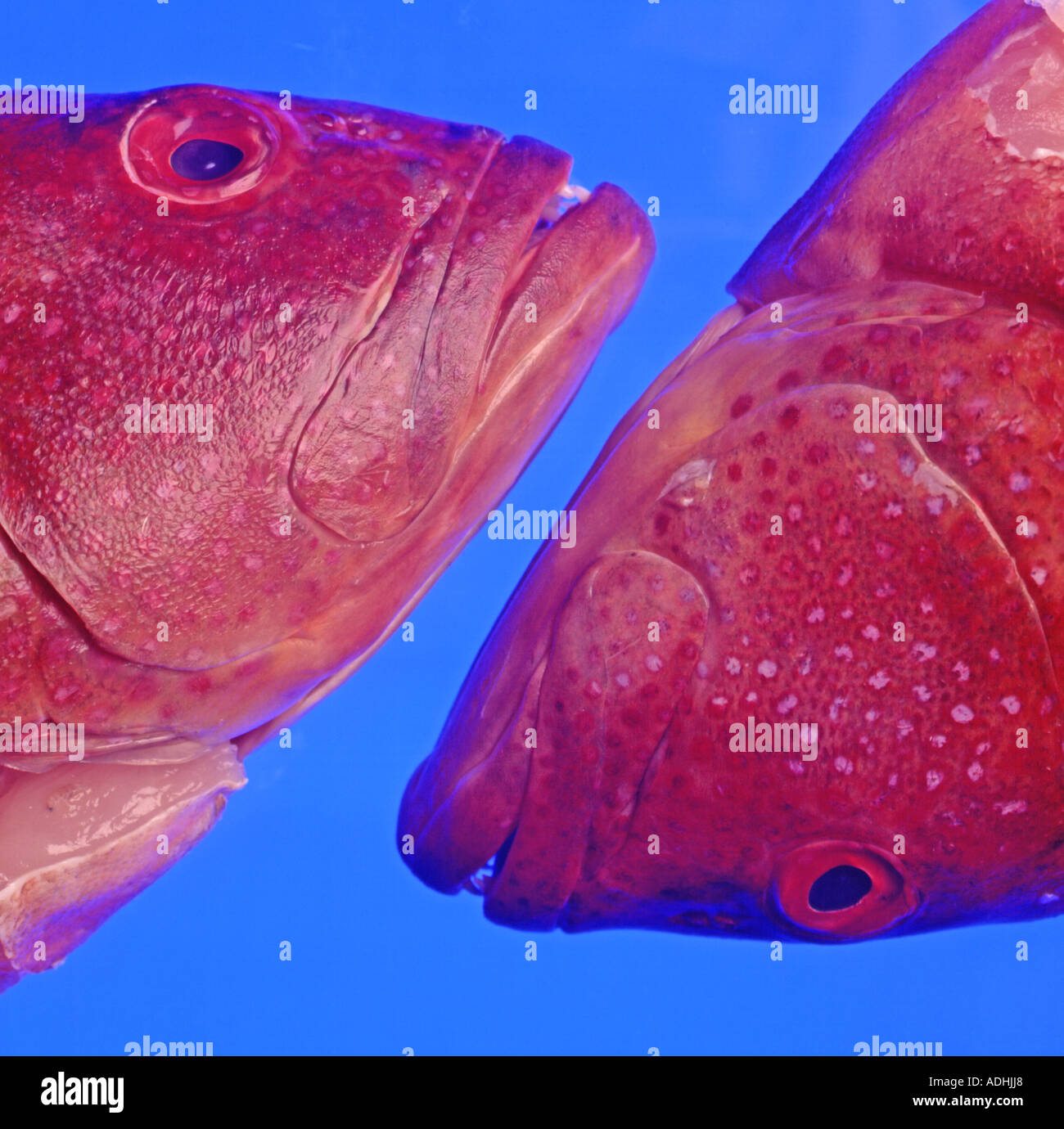 Z letter hi-res stock photography and images - Alamy