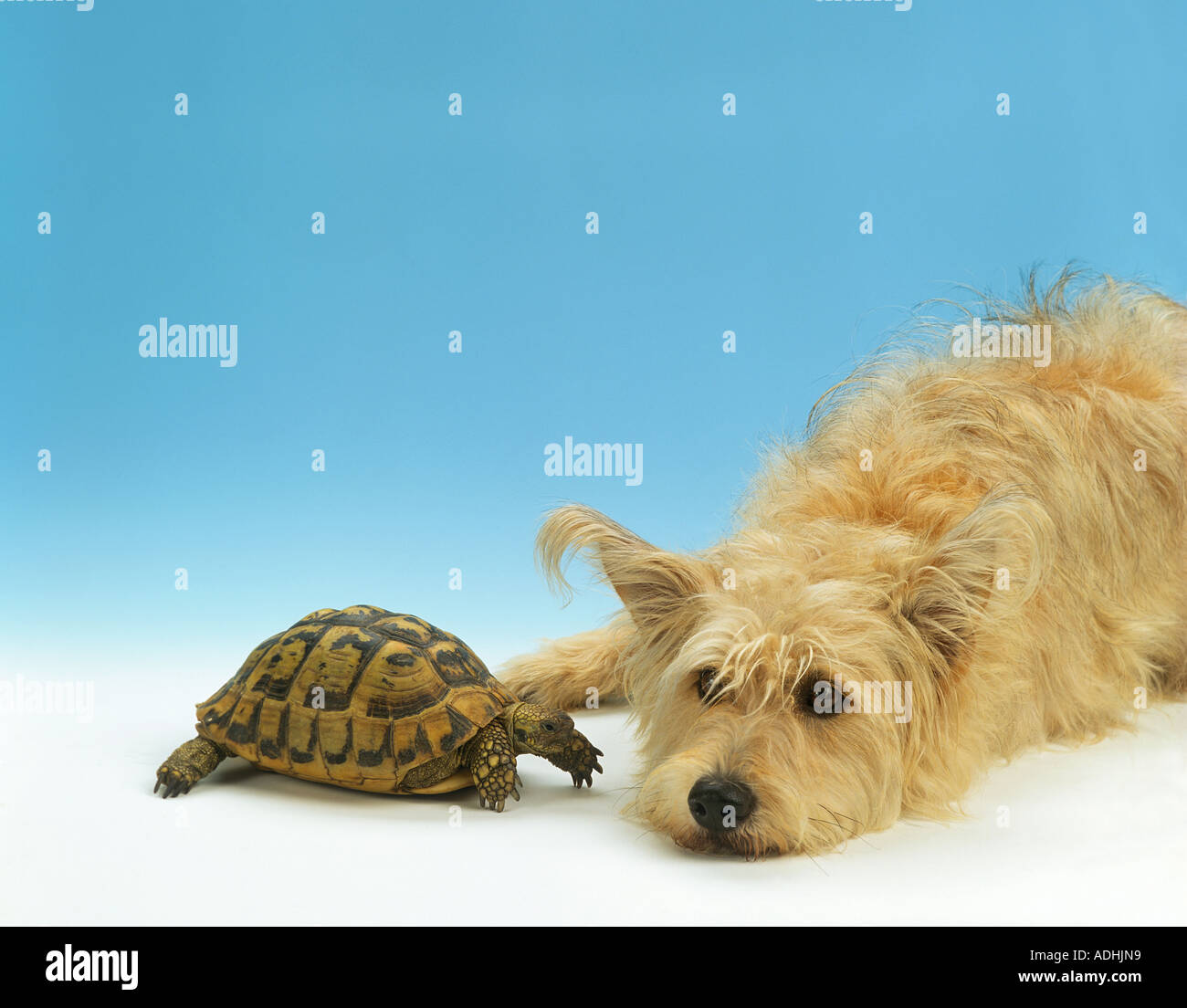 animal friendship : half breed dog and tortoise Stock Photo - Alamy