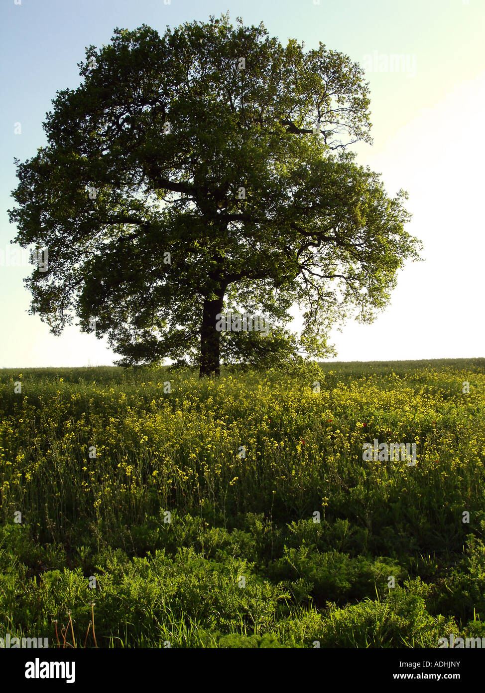 A summers evening view of Yorkshire countryside Stock Photo - Alamy