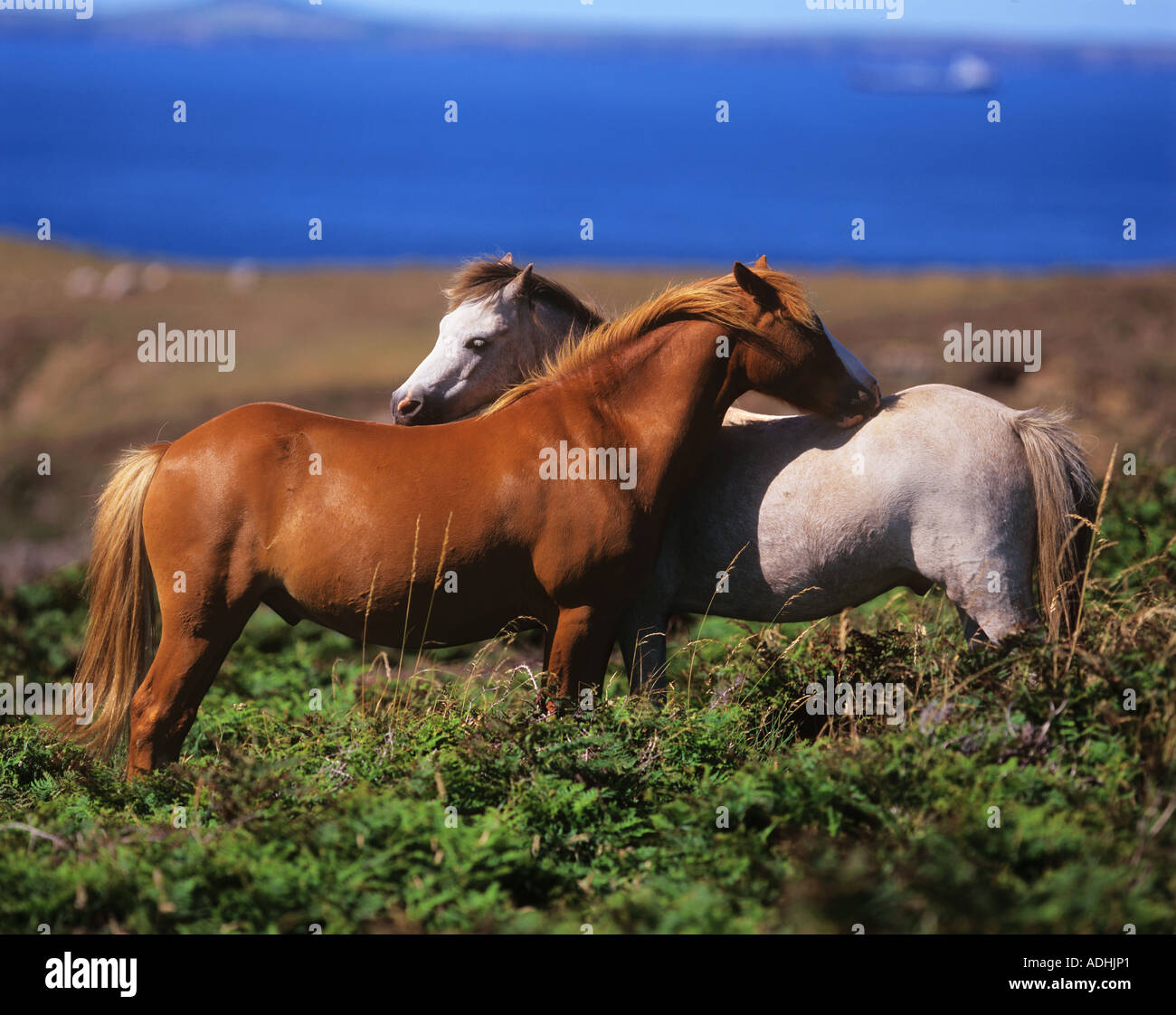 Welsh coat hi-res stock photography and images - Alamy