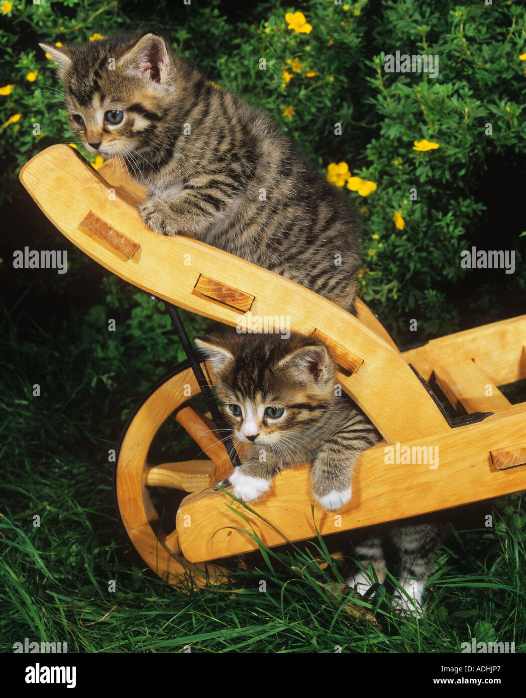 two kittens on wheelbarrow Stock Photo - Alamy