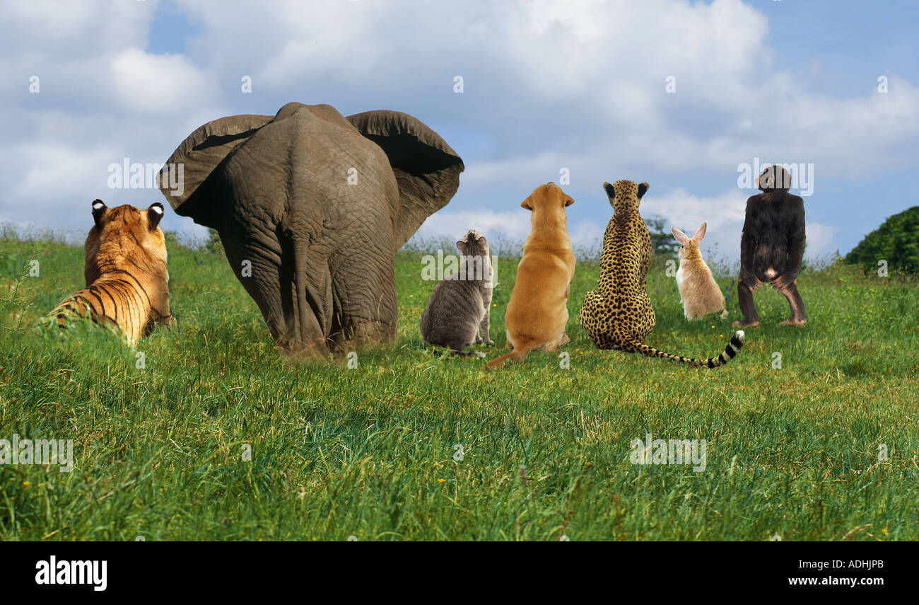 Different animals on a meadow, seen from behind. Digital composite ...