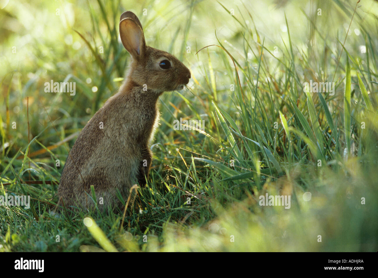 old world rabbit begging Oryctolagus cuniculus Stock Photo - Alamy