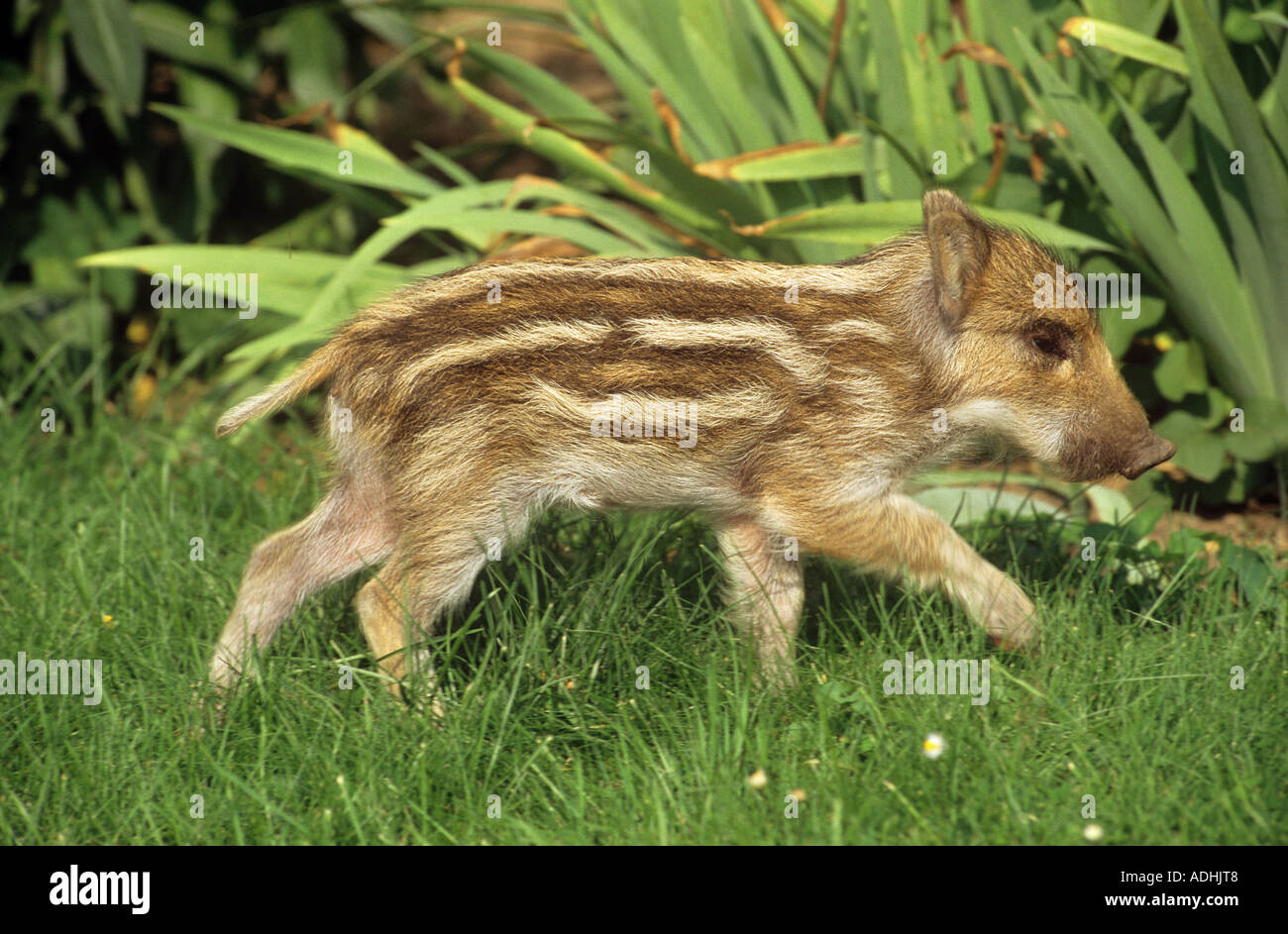 wild boar - shoat / shote running on meadow / Sus scrofa Stock Photo ...