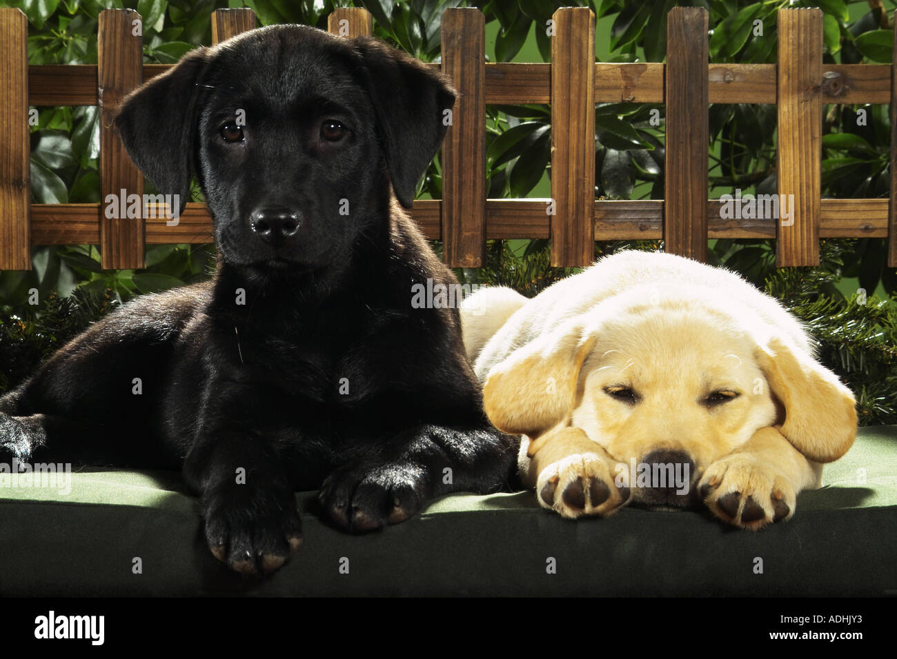 two Labrador puppies - lying in front of fence Stock Photo - Alamy