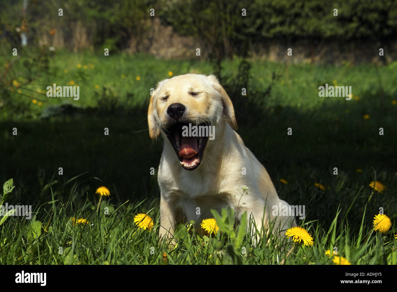 Labrador puppy - yawning - on flower meadow Stock Photo - Alamy