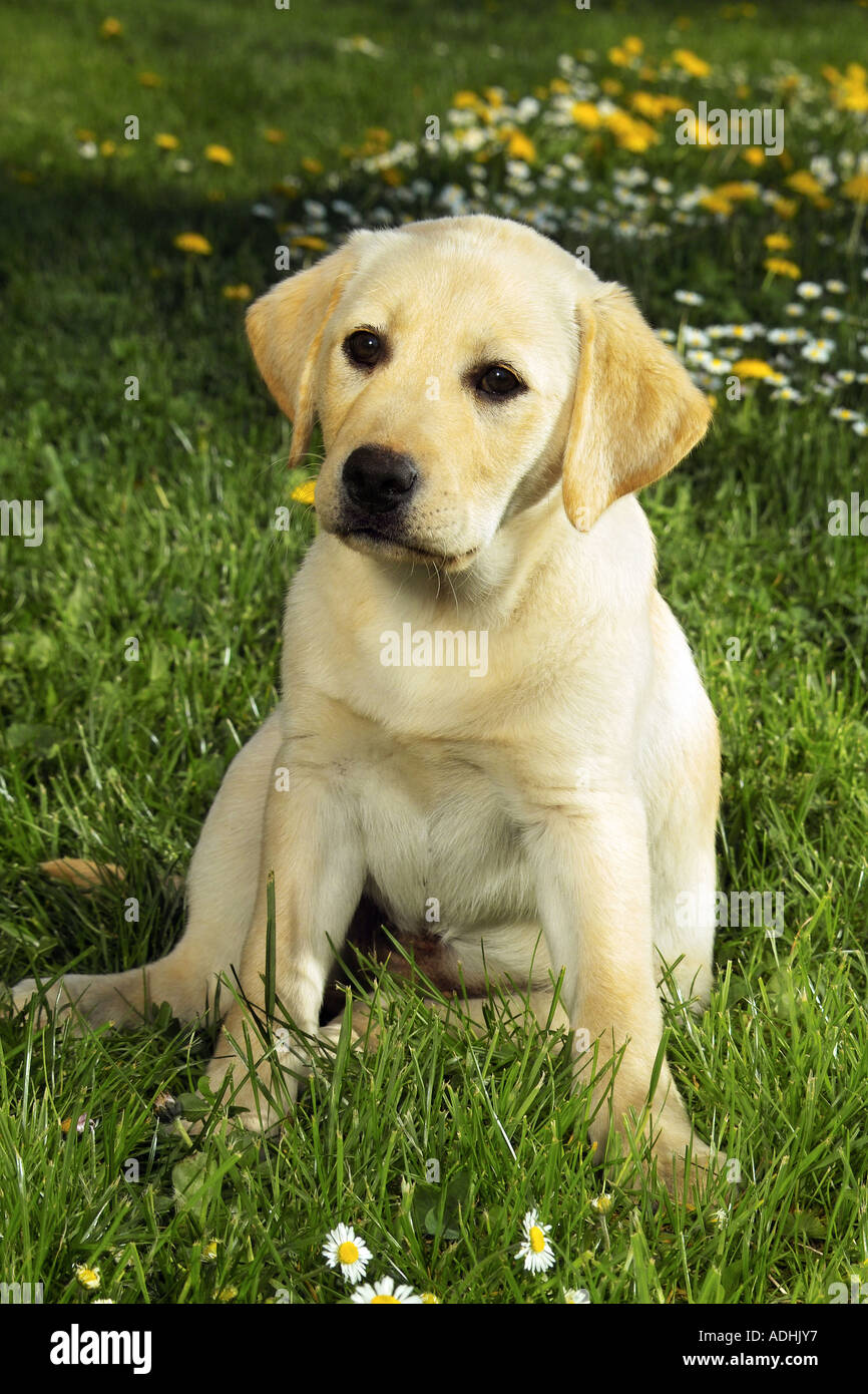 Labrador puppy - sitting on flower meadow Stock Photo - Alamy