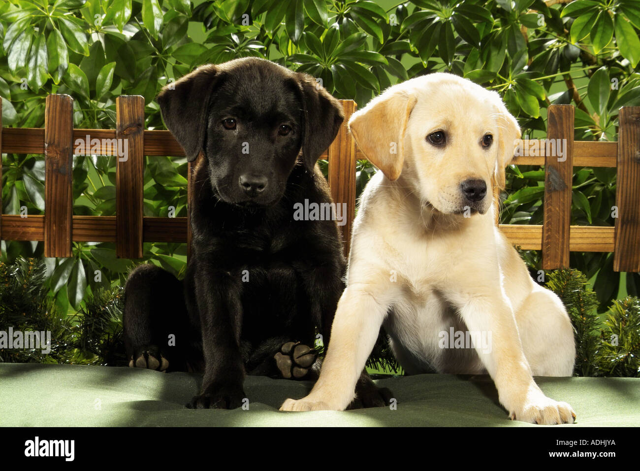Labrador in front of fence hi-res stock photography and images - Alamy