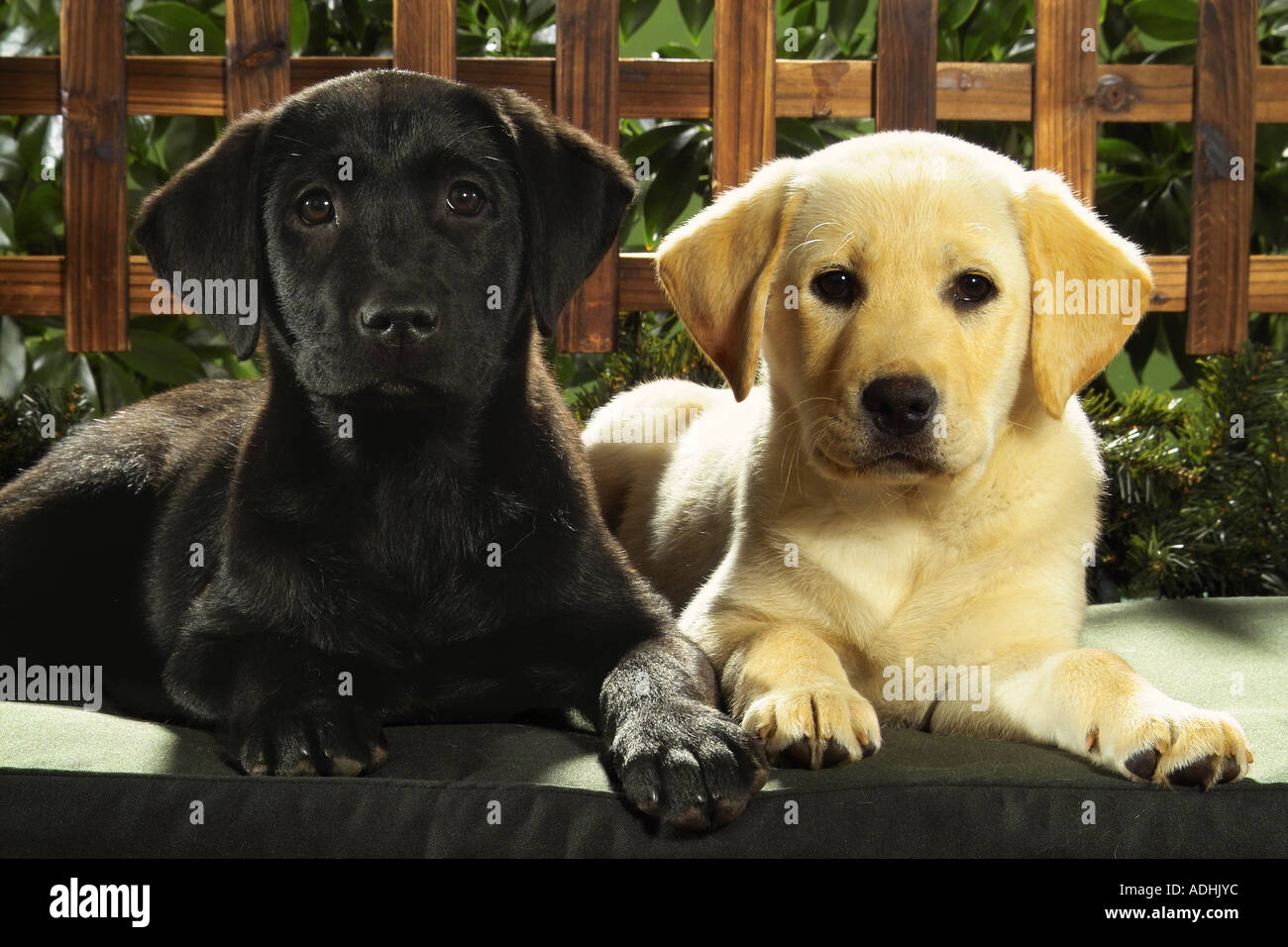 two Labrador puppies - lying in front of fence Stock Photo - Alamy