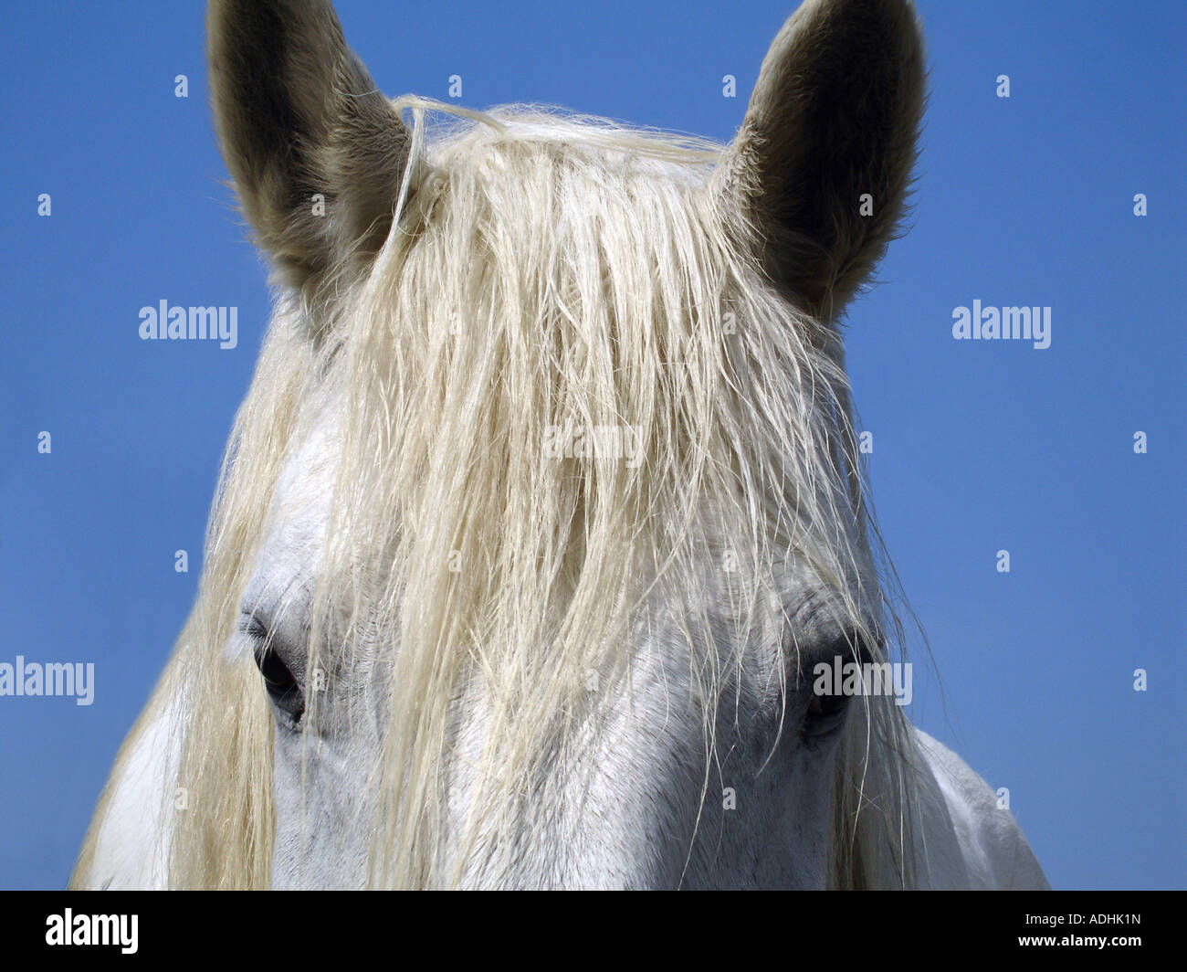 Gentle giant shire horse hi-res stock photography and images - Alamy