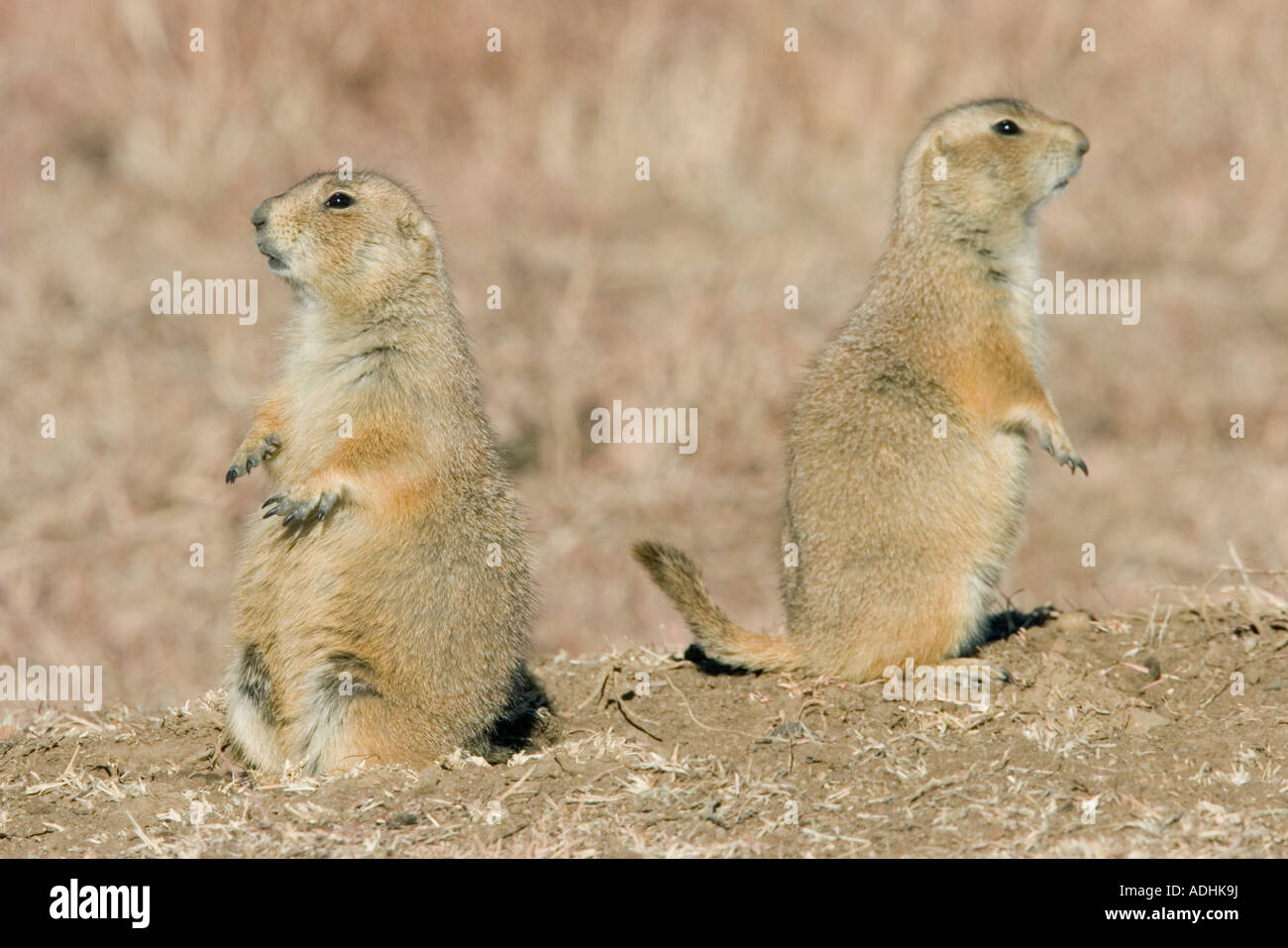 Back to back, two Black-tailed Prairie Dogs watch alertly for predators ...