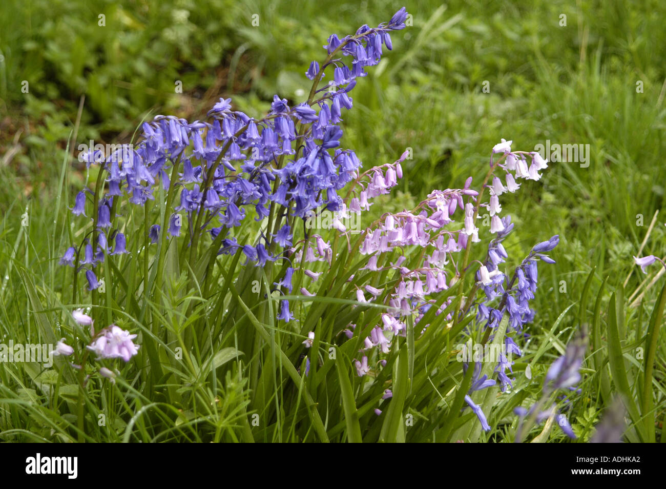 Bluebells in spring Stock Photo - Alamy