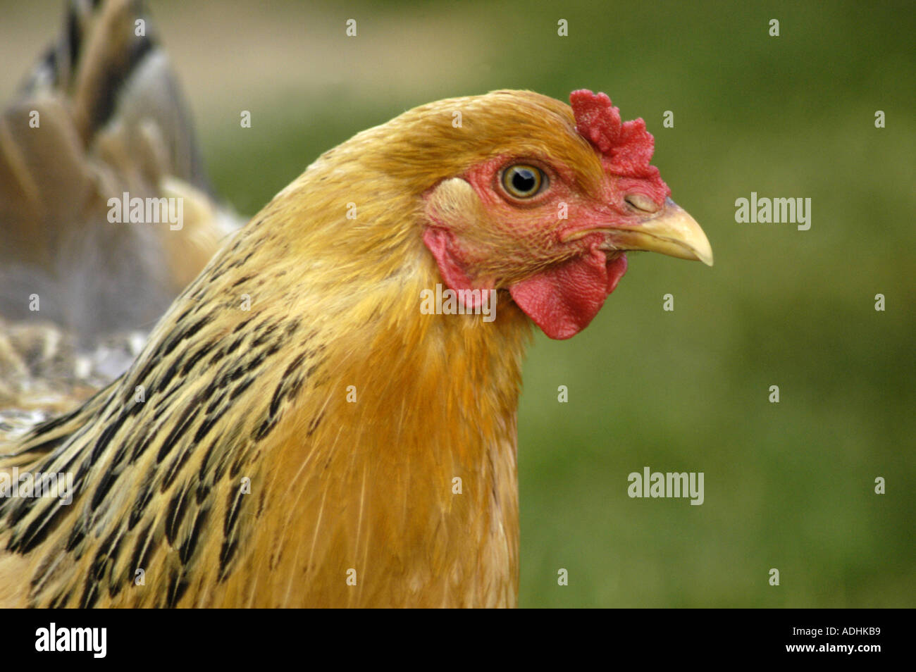 Cockerel comb hi-res stock photography and images - Alamy