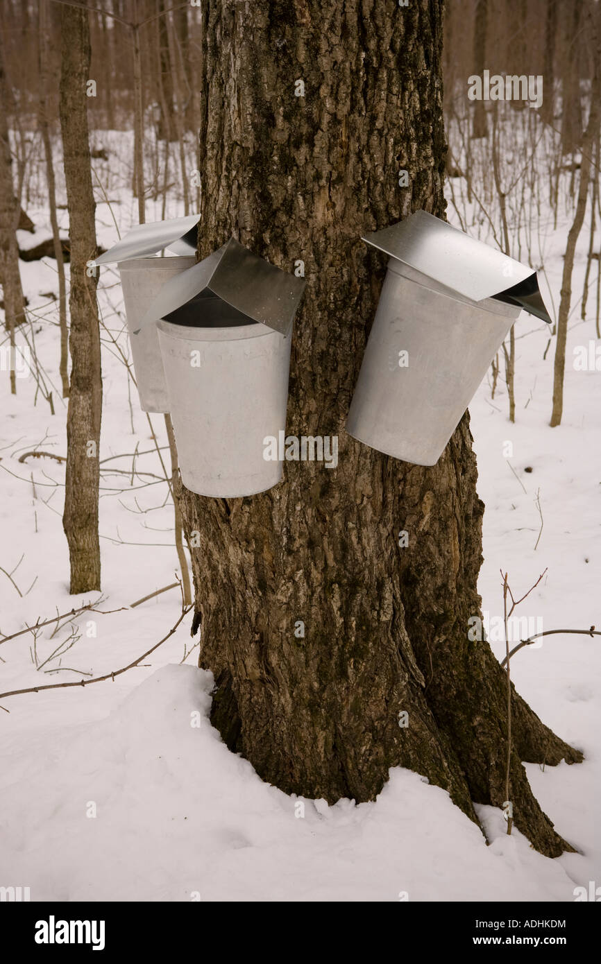 Maple syrup production in the Rougemont Hills south of Montreal in ...