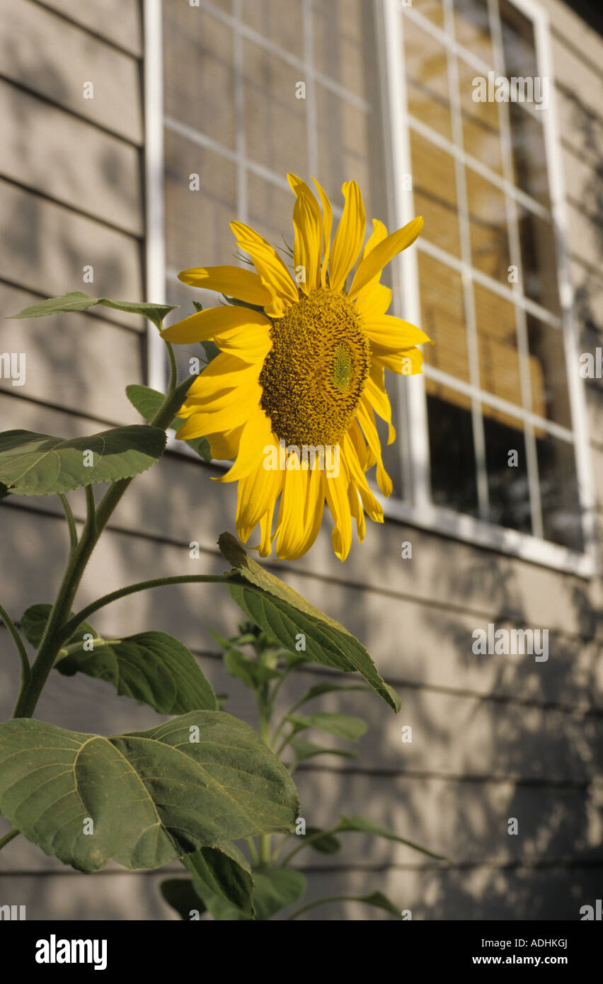 Close up of sunflower in garden below window late afternoon light Stock ...