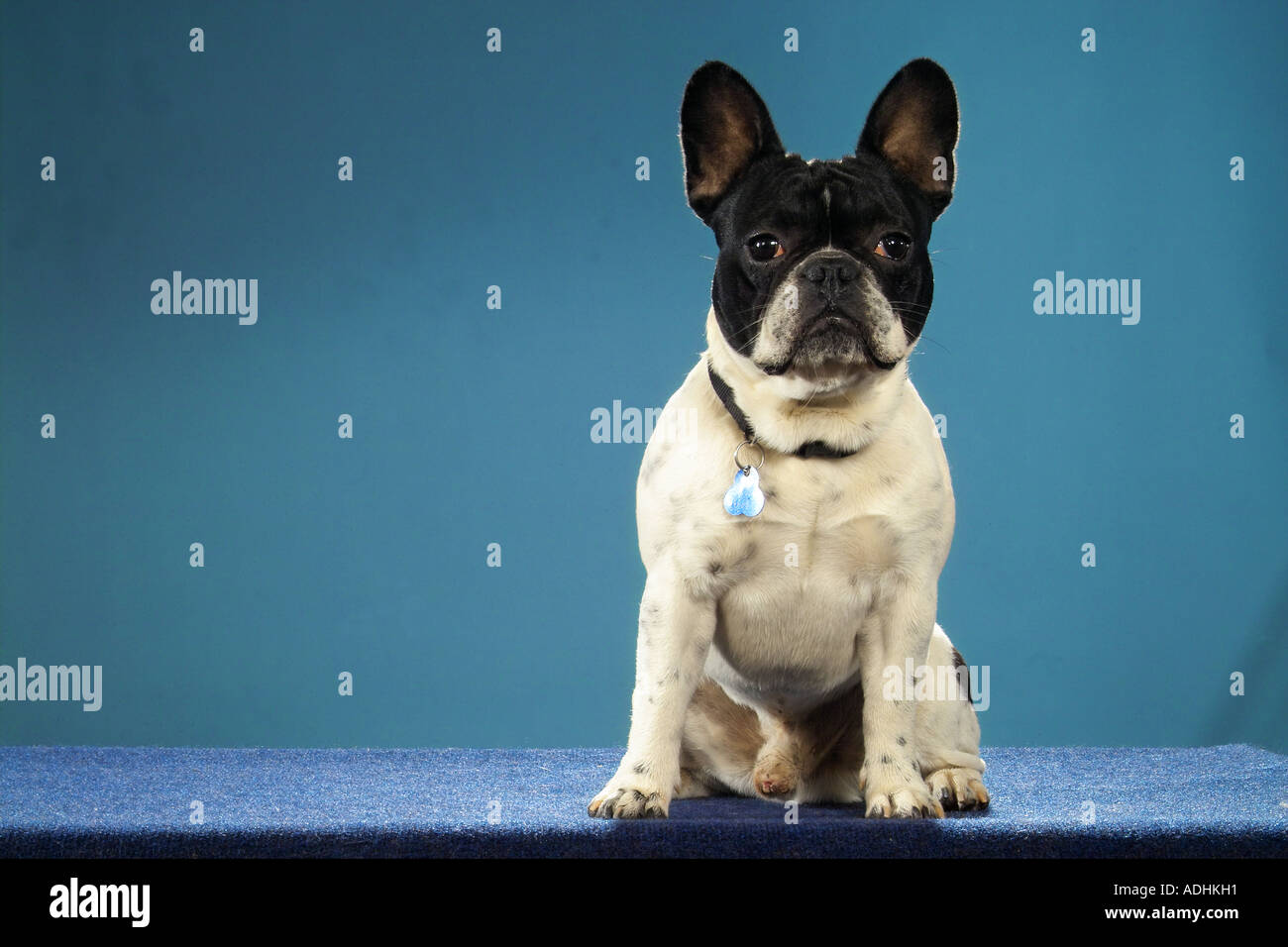 French bulldog - sitting Stock Photo - Alamy