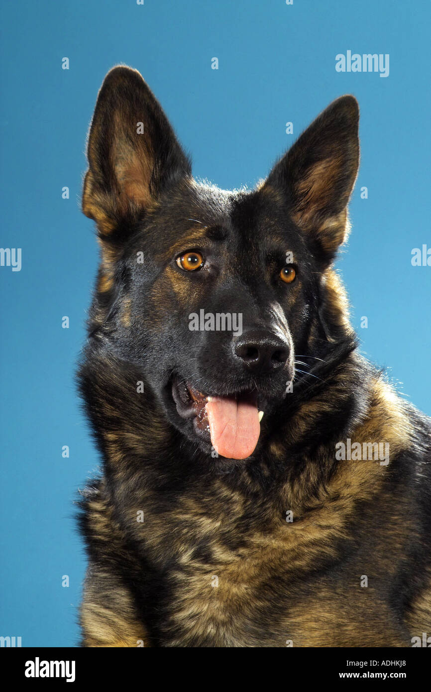 German Shepherd - portrait Stock Photo - Alamy