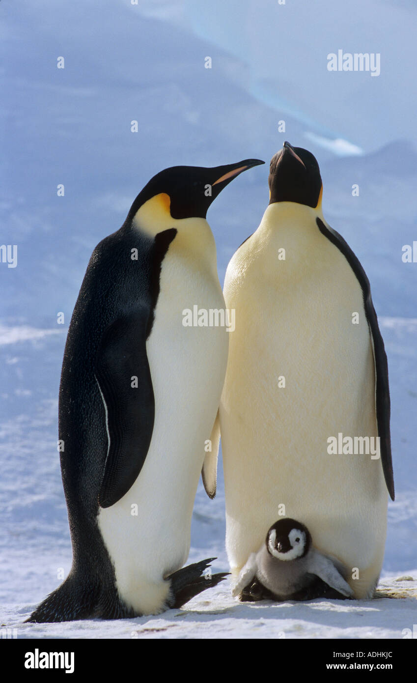 Two emperor penguins cub aptenodytes hi-res stock photography and ...
