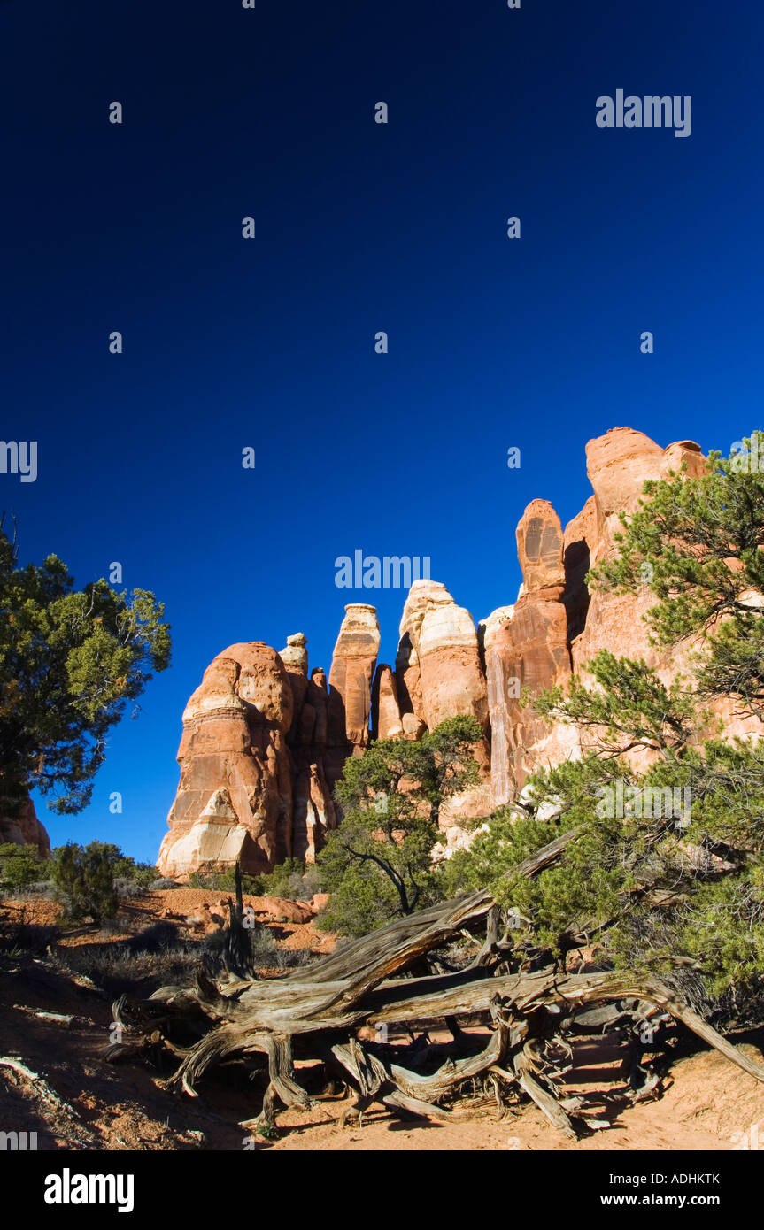 USA Utah Canyonlands National Park Cedar Mesa Sandstone Spires in the ...