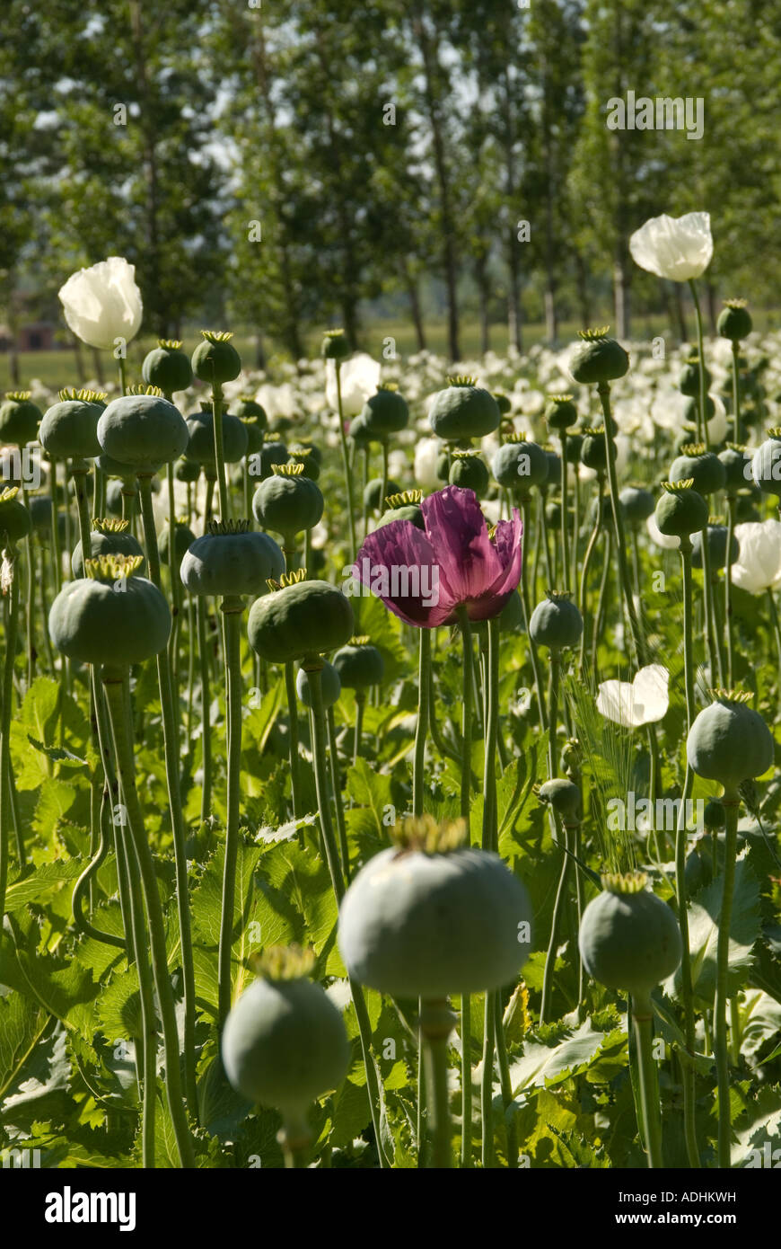 Central anatolia hi-res stock photography and images - Alamy
