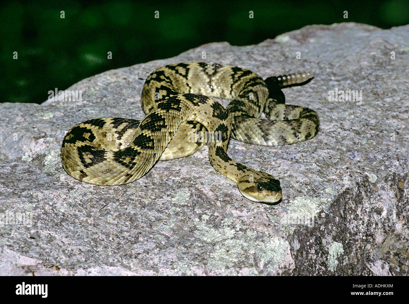 Baby Rattlesnake Black Tail at Laura Chick blog