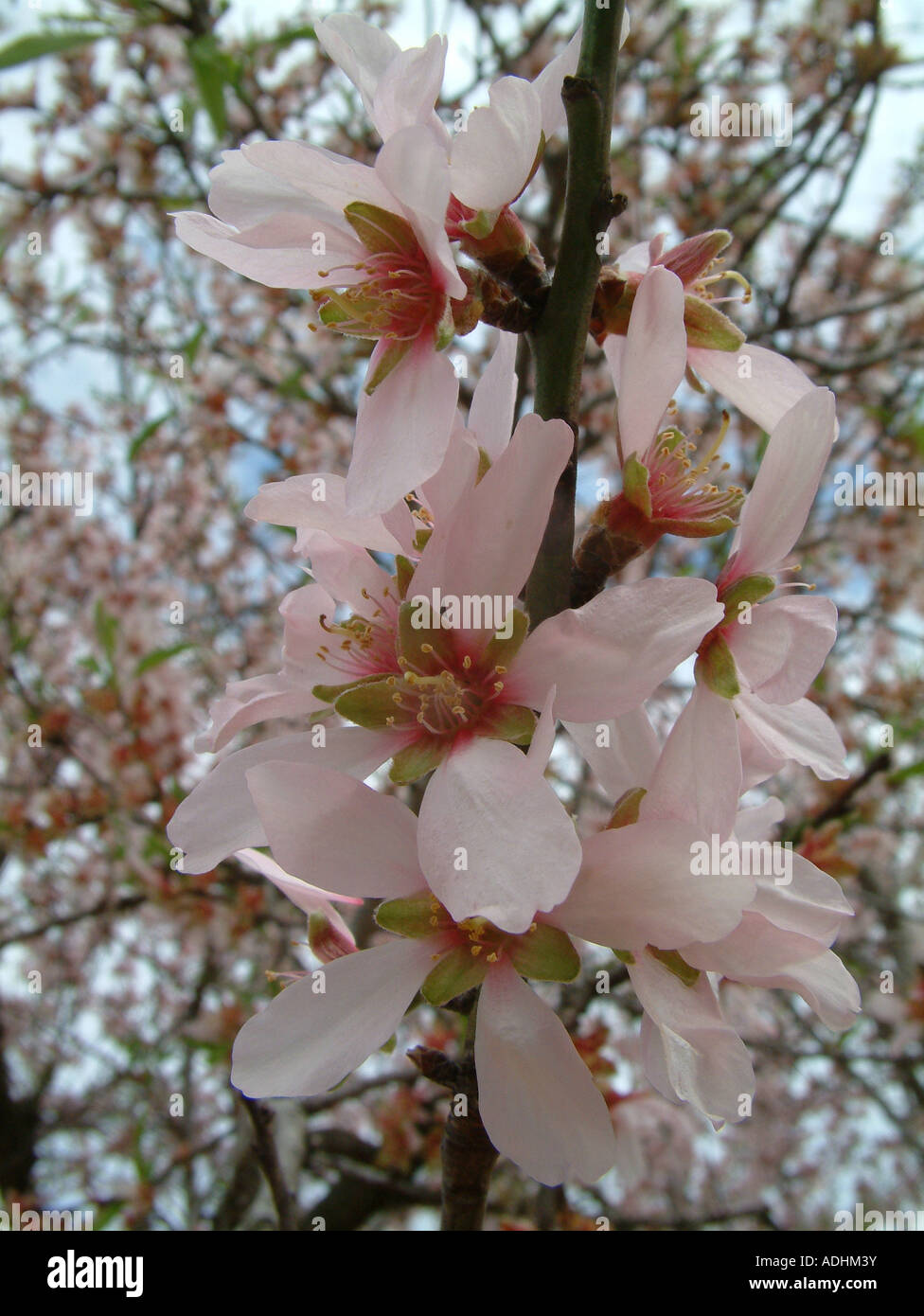 Nut blossom hi-res stock photography and images - Alamy