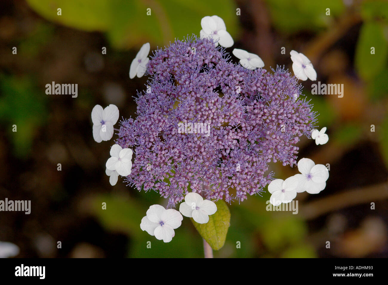 Hydrangea aspera Macrophylla flower originates from China Stock Photo ...