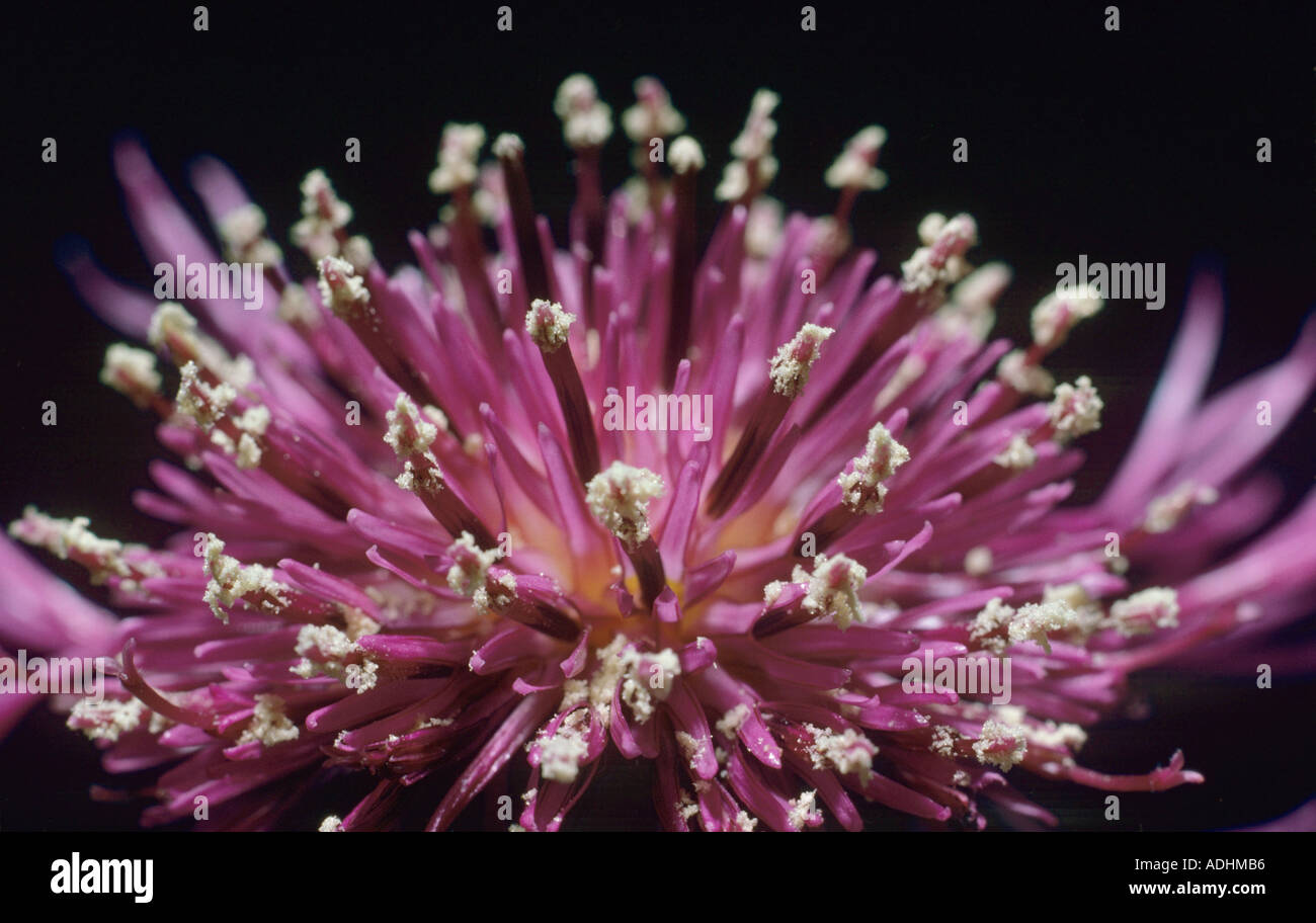 Greater knapweed Centaurea scabiosa showing stamens with pollen Stock ...