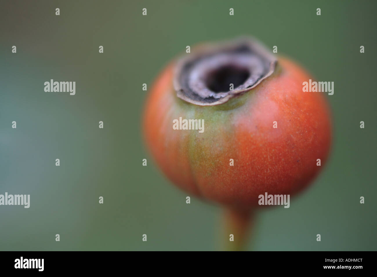 shrub rose carefree beauty bucbi rosa bucbi Stock Photo - Alamy