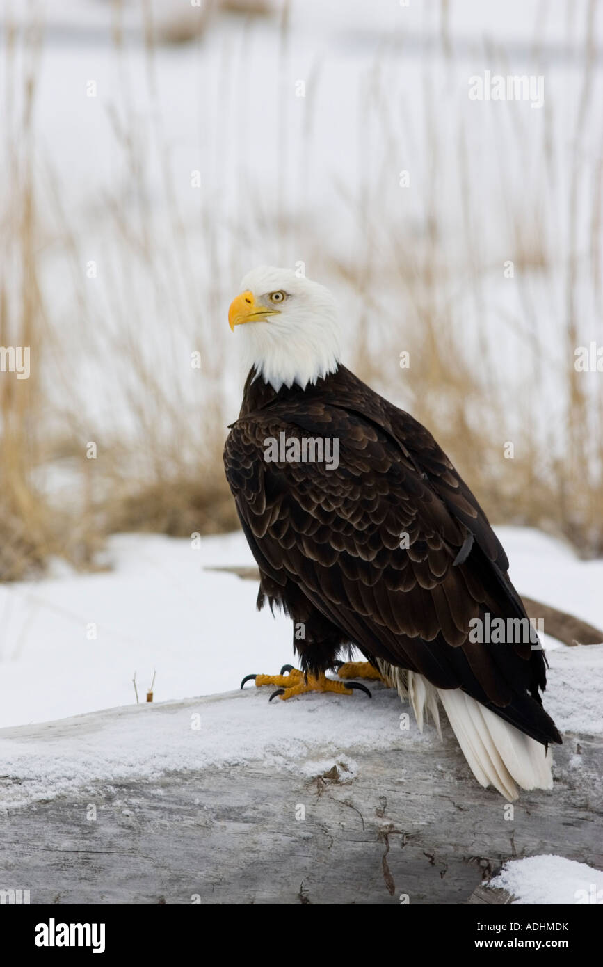Bald Eagle Haliaeetus leucocephalus Homer ALASKA USA February Adult ...