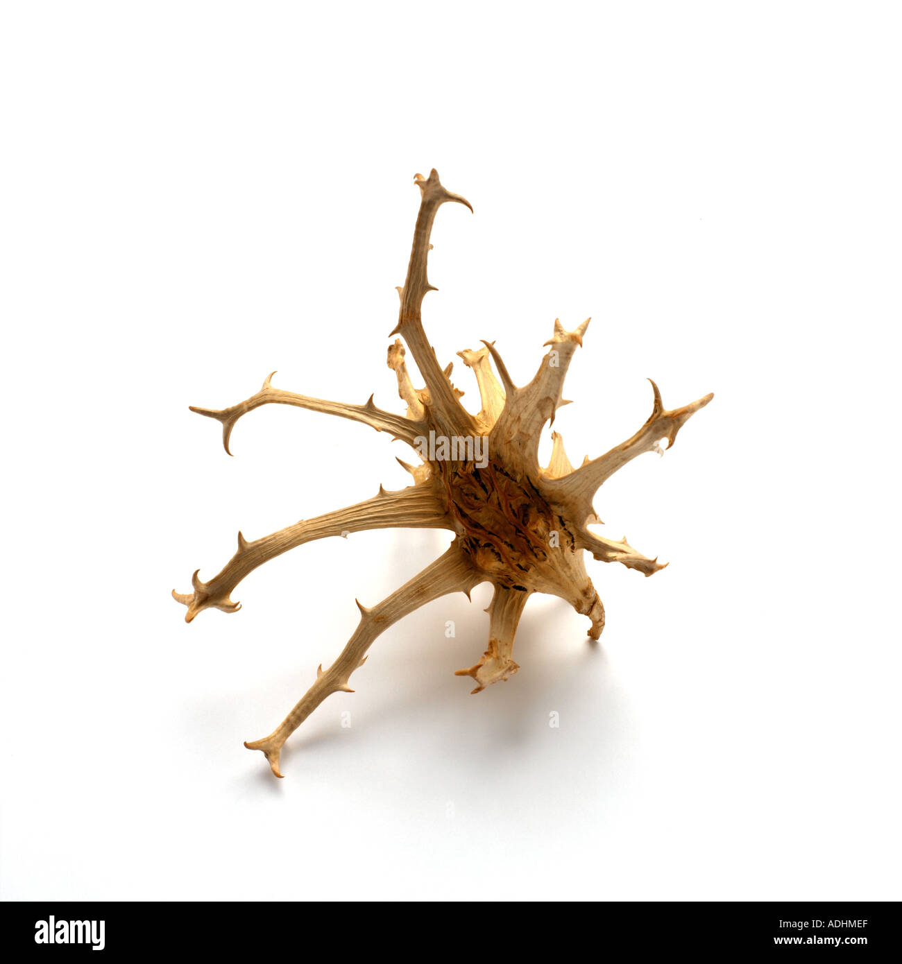 Devils claw hi-res stock photography and images - Alamy