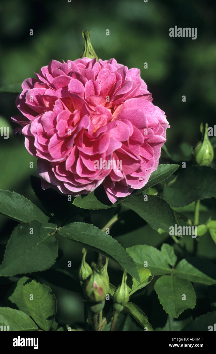 Countryman hi-res stock photography and images - Alamy