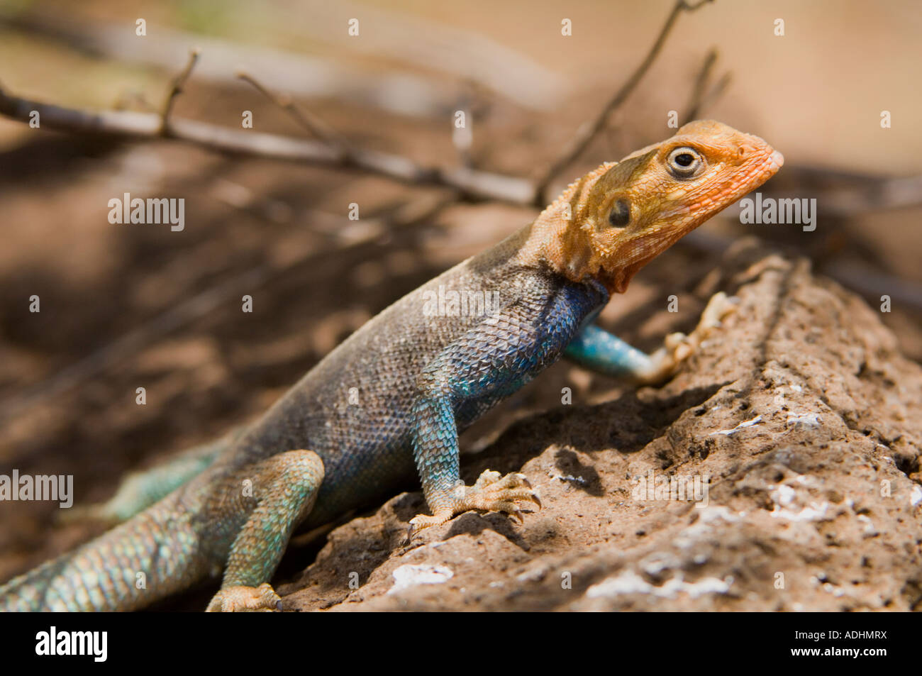 Red-headed agama lizard (Agama agama Stock Photo - Alamy