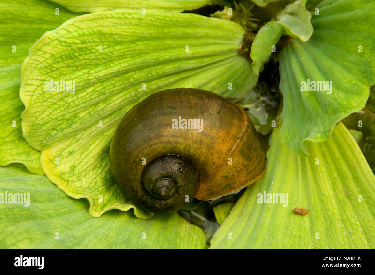 Channeled Apple Snail on Water Lettuce, Florida Stock Photo - Alamy