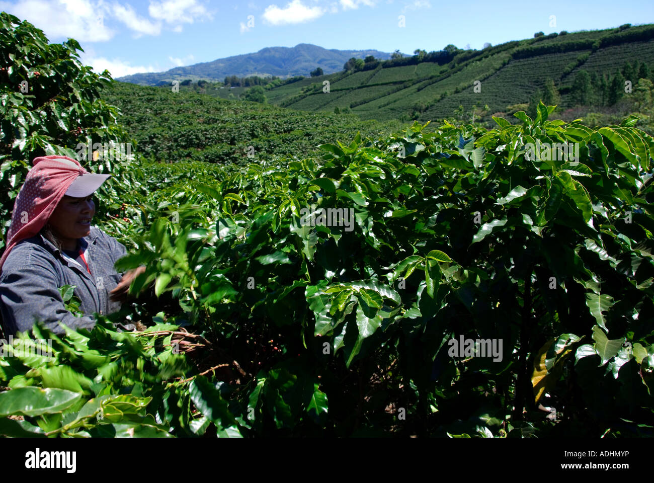 Harvest in coffee plantations near Poas volcano. Central Valley. Costa ...