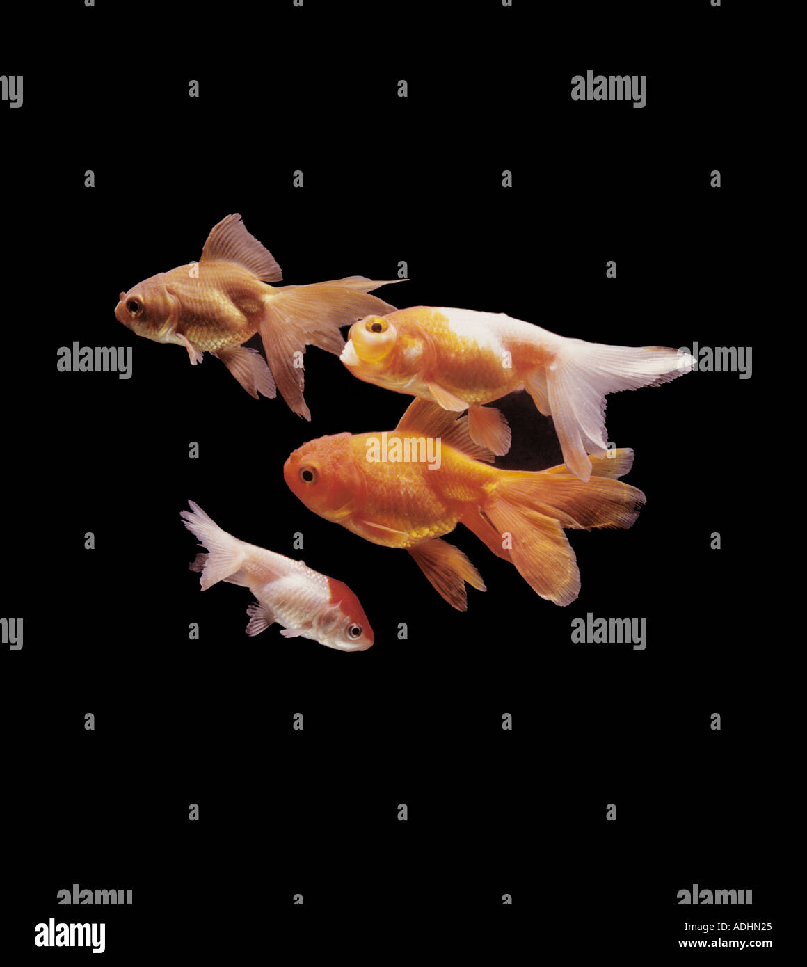 Fancy Goldfish Wallpaper