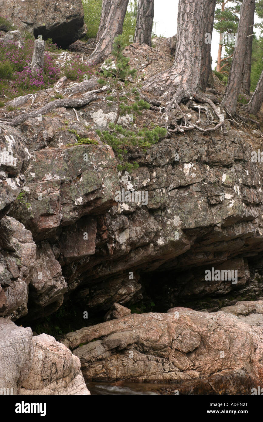 Pine Trees in Scotland with roots penetrating the rock Stock Photo - Alamy