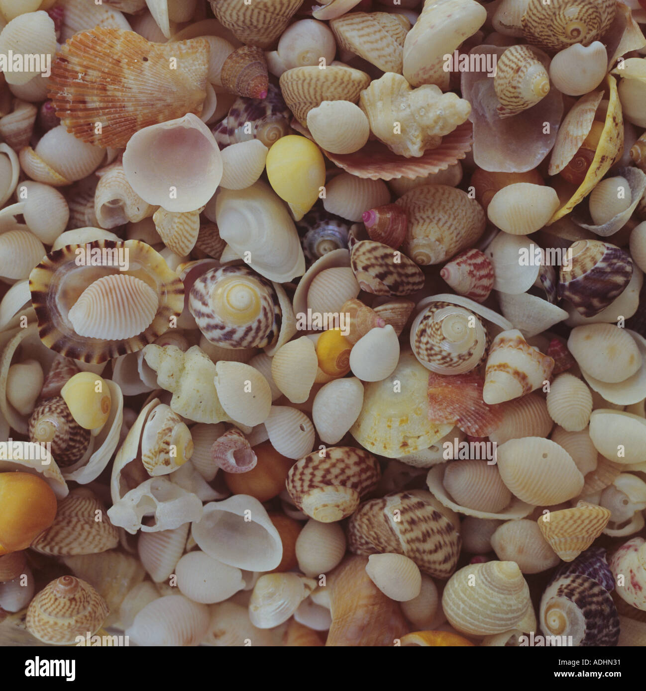 Variety of shells from Shell Beach Herm Channel Islands Stock Photo - Alamy
