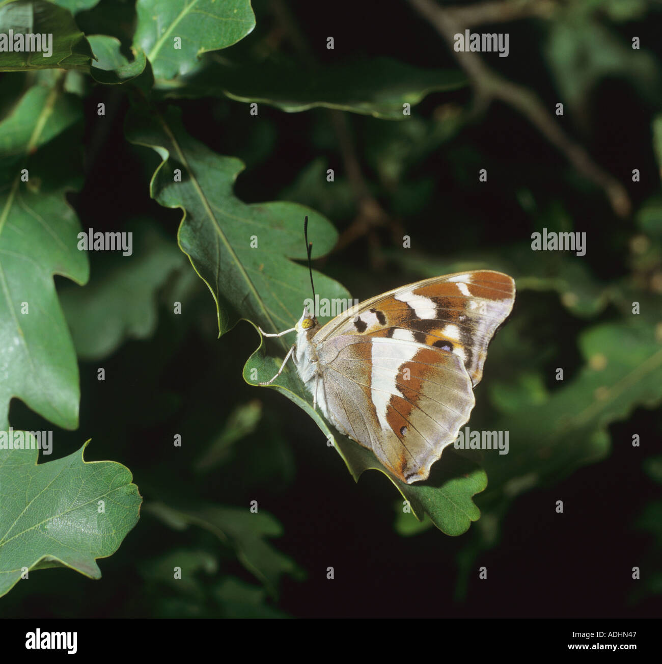Oak leaf butterflies hi-res stock photography and images - Alamy