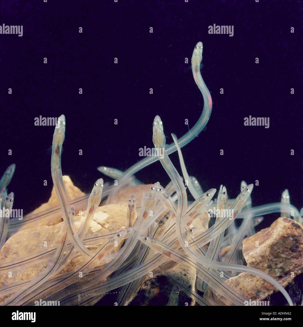 Common Elvers High Resolution Stock Photography and Images - Alamy