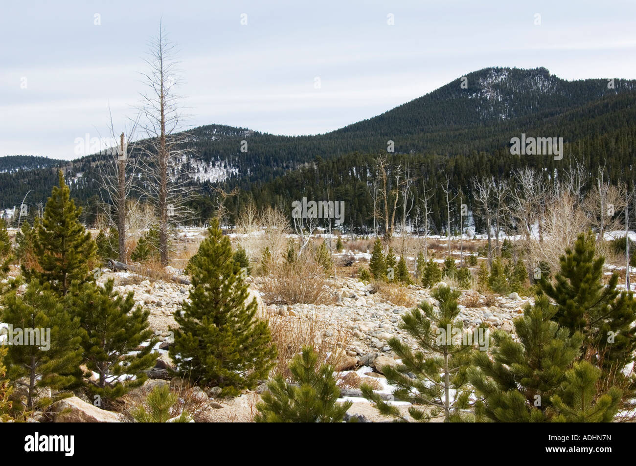 USA Colorado Rocky Mountains National Park Elk Stock Photo - Alamy