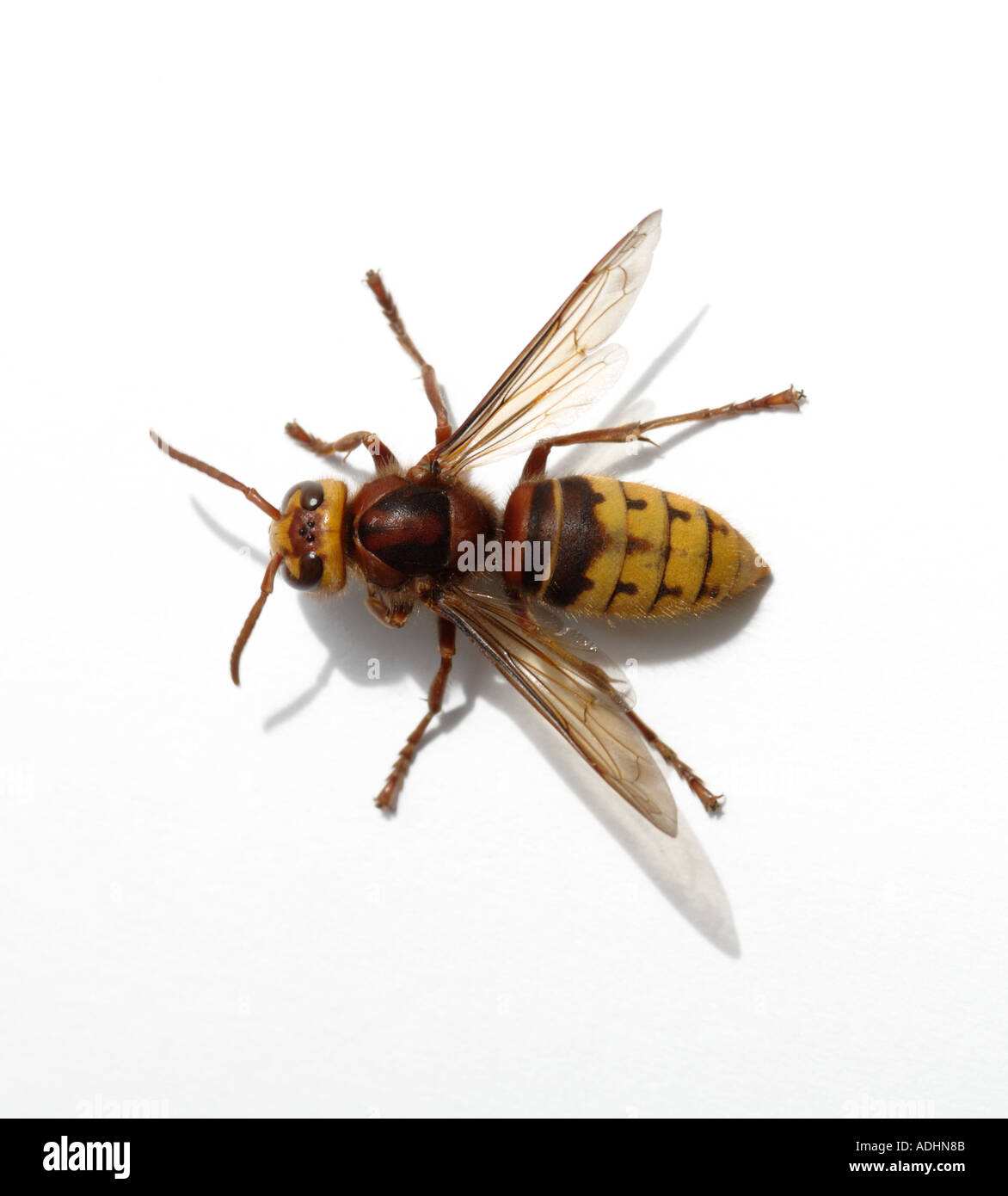 Insects body parts hi-res stock photography and images - Alamy