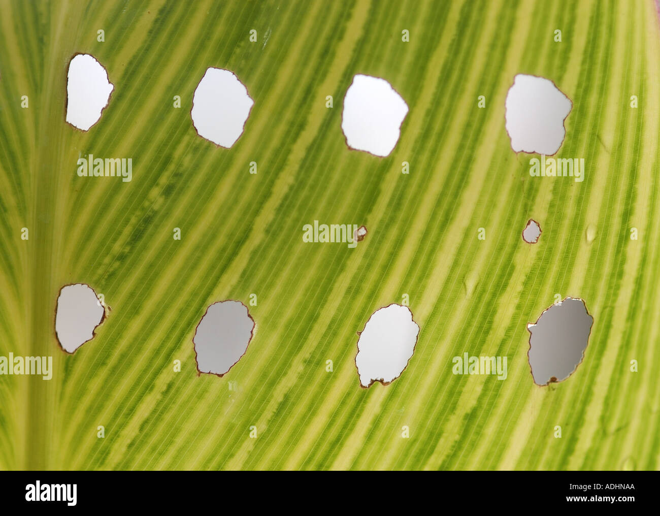 Holes in Canna leaf made by insects when leaf rolled up Stock Photo - Alamy